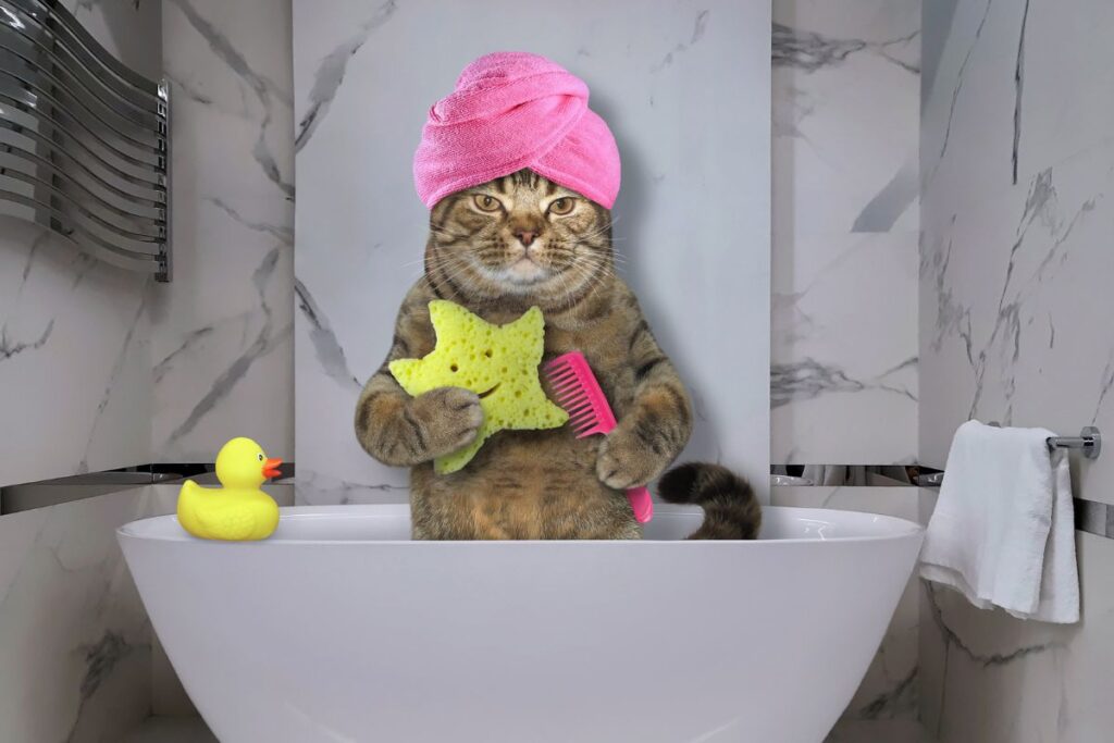 Sharing A Hotel Room With Your Cat — Tips & Tricks For Your Stay