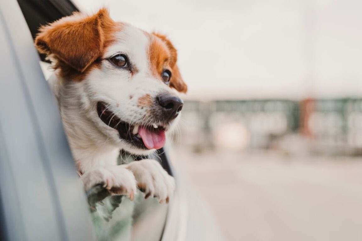 What Calms A Dog While Traveling — Best Strategies & Tools