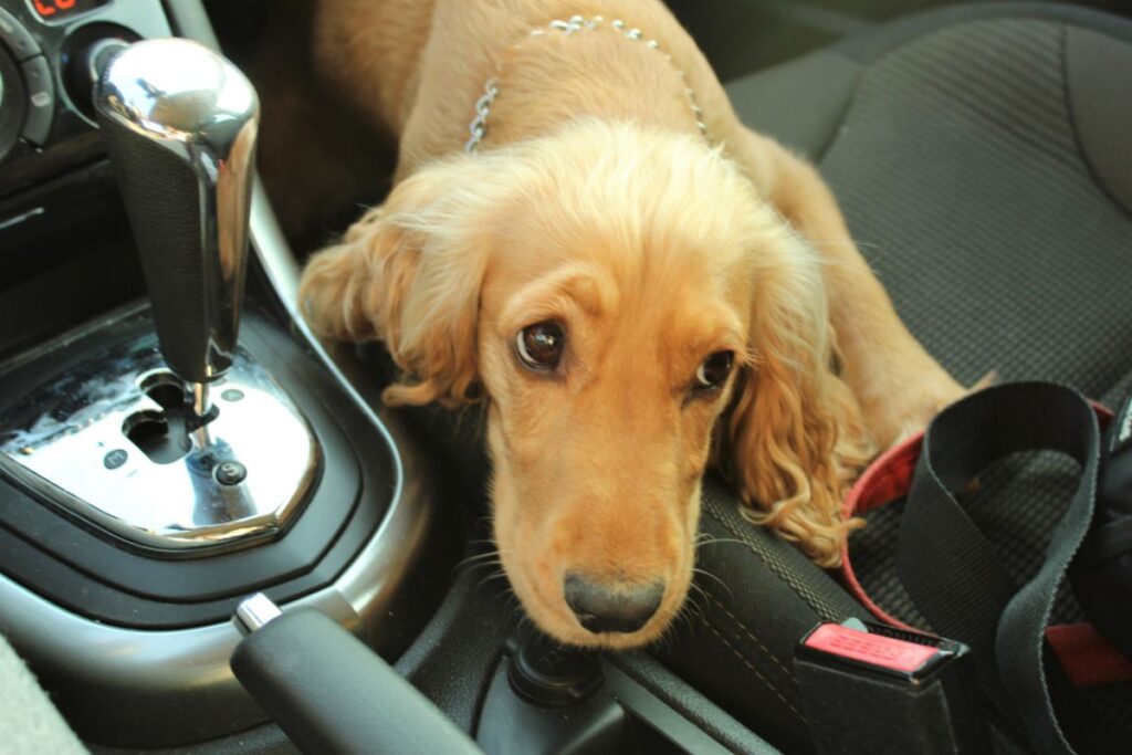 Transporting A Dog In A Car — Safest Ways To Drive With Dogs