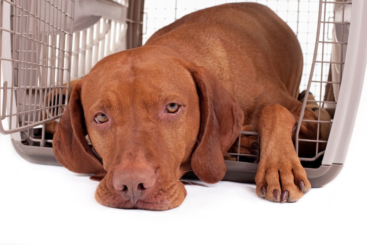 Why Your Dog Is Refusing To Leave Their Crate — Reasons & Tips