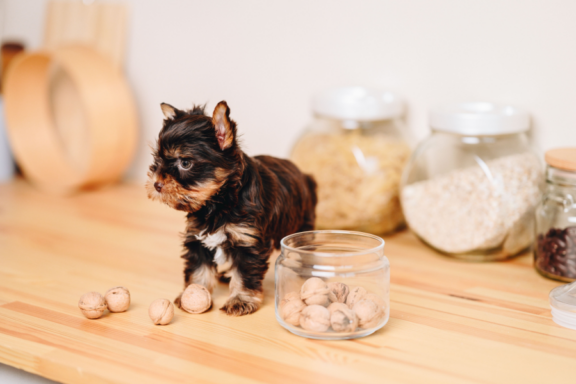 Are Nuts Safe for Dogs? — Peanuts Cashews Chestnuts & More!