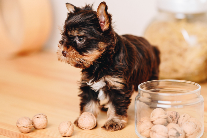Are Nuts Safe for Dogs? — Peanuts Cashews Chestnuts & More!
