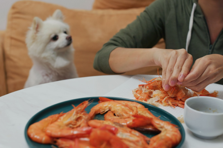 Can Dogs Eat Shrimp? — Benefits & Risks Of Shrimp For Dogs