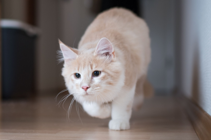 Kitten Growth Chart — Newborn To Adult Cat — Week By Week