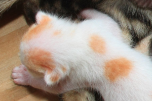 Kitten Growth Chart — Newborn To Adult Cat — Week By Week