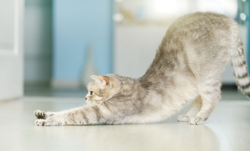 Why Do Cats Arch Their Backs? — Pet Carrier Verdict