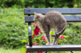 Why Do Cats Arch Their Backs? — Pet Carrier Verdict