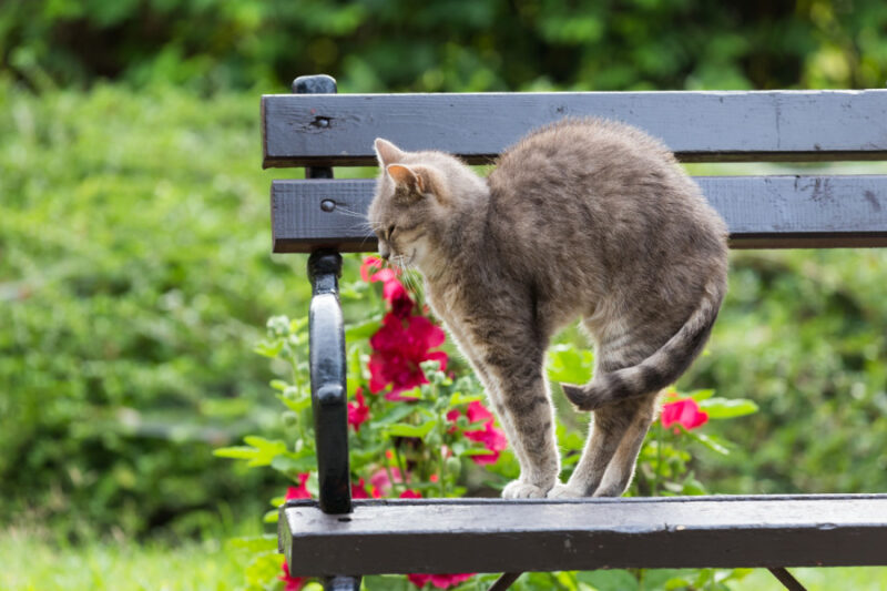 Why Do Cats Arch Their Backs? — Pet Carrier Verdict