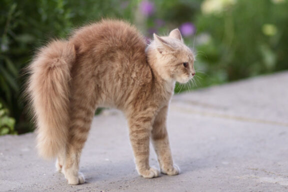 Why Do Cats Arch Their Backs? — Pet Carrier Verdict
